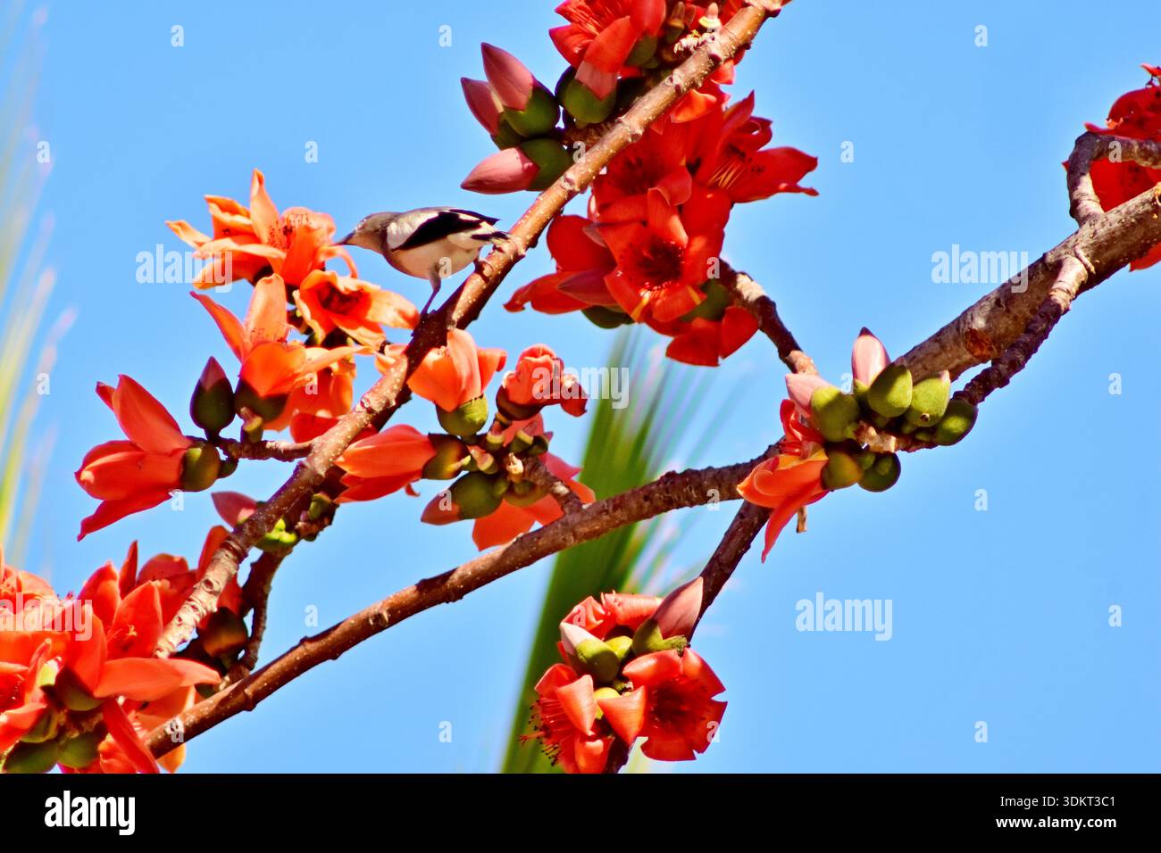 Kapok flowers bloom on Jiefang Road in Sanya City, southernmost China's ...