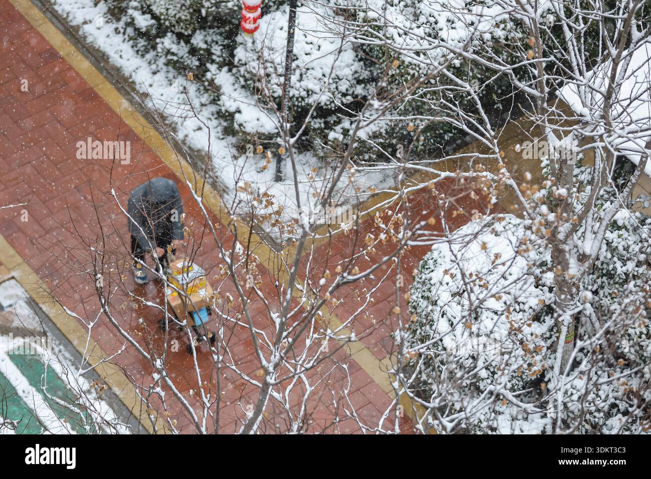 Trees covered in snow create a picturesque scene in Zhengzhou City ...