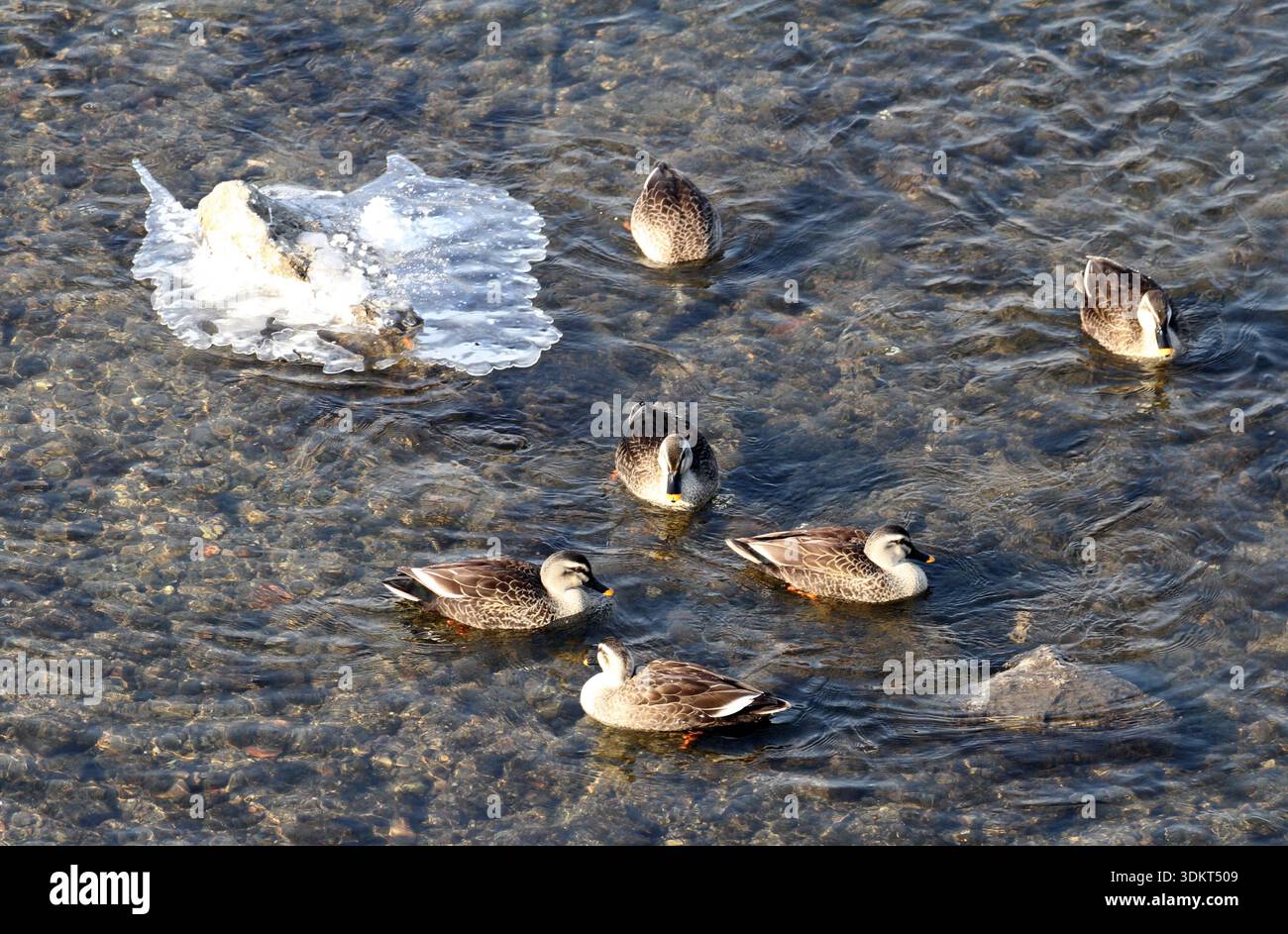 Wild ducks swim and forage in the unfrozen waters of Hunhe River in ...