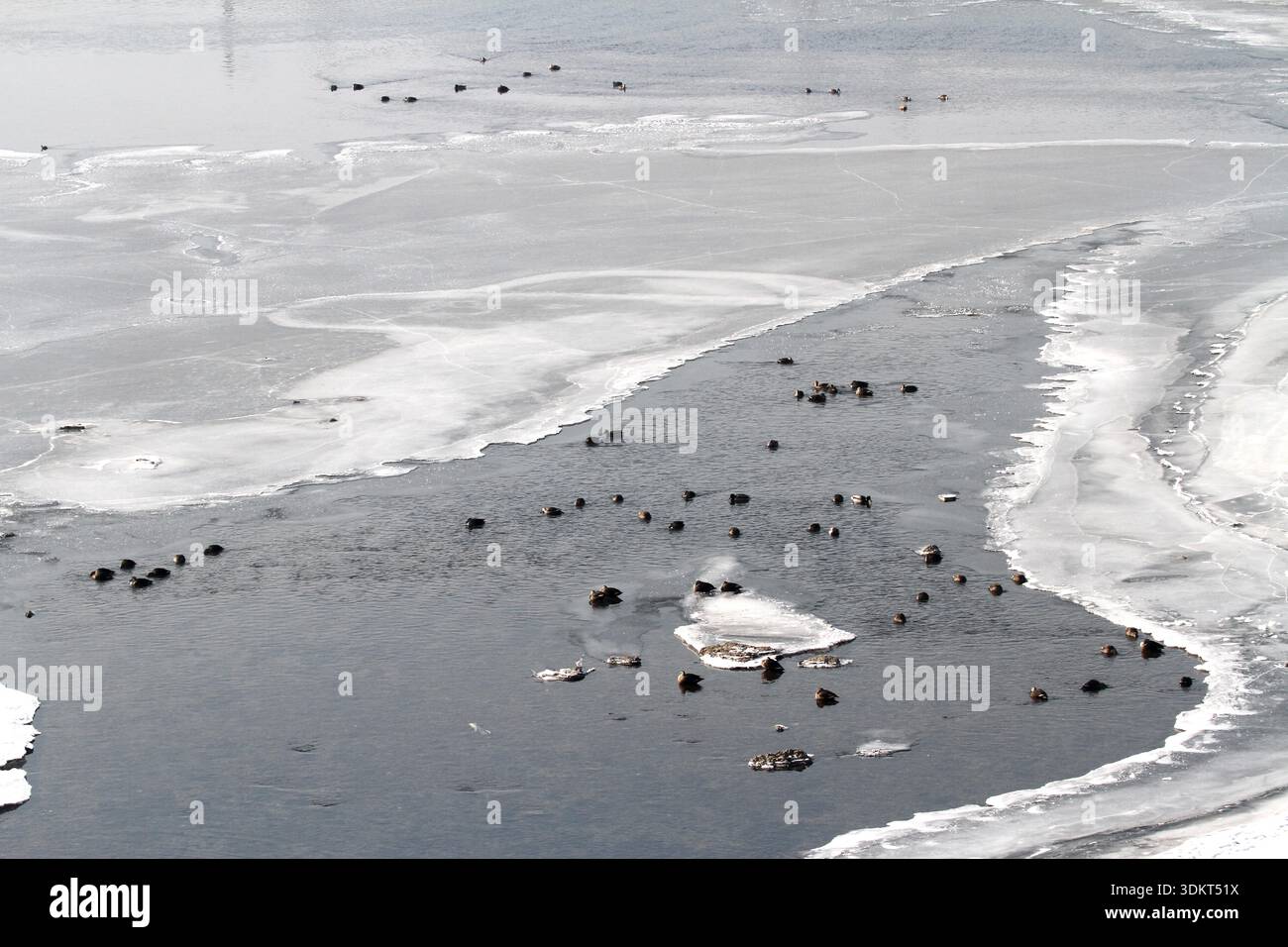 Wild ducks swim and forage in the unfrozen waters of Hunhe River in ...