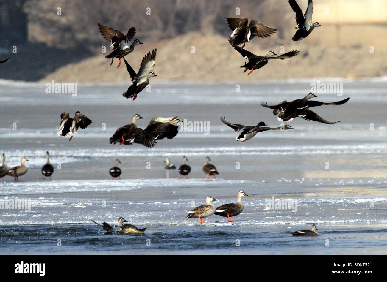 Wild ducks swim and forage in the unfrozen waters of Hunhe River in ...