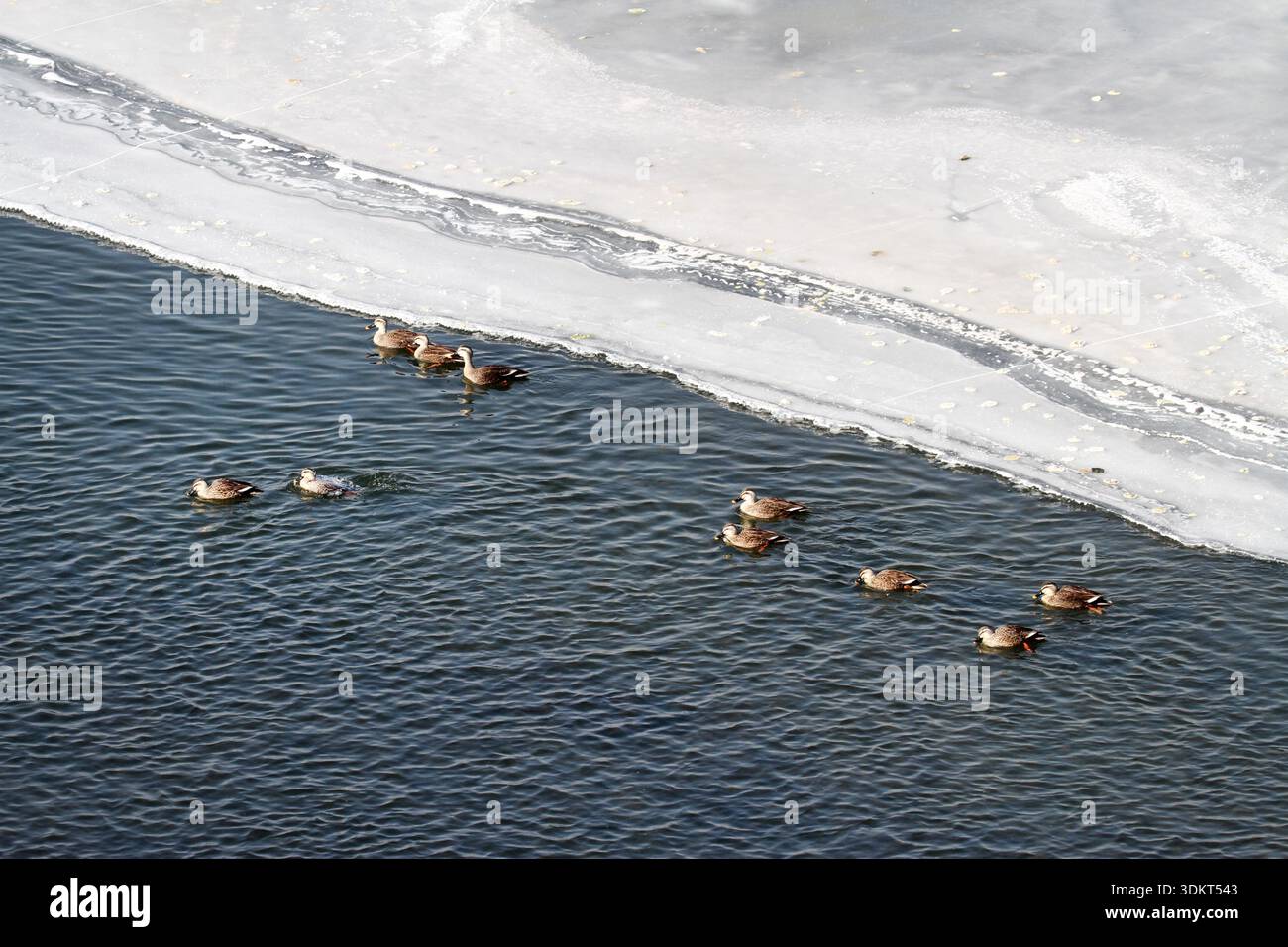 Wild ducks swim and forage in the unfrozen waters of Hunhe River in ...