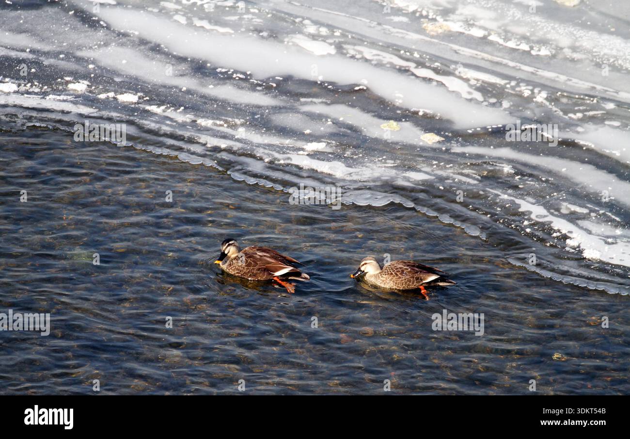Wild ducks swim and forage in the unfrozen waters of Hunhe River in ...