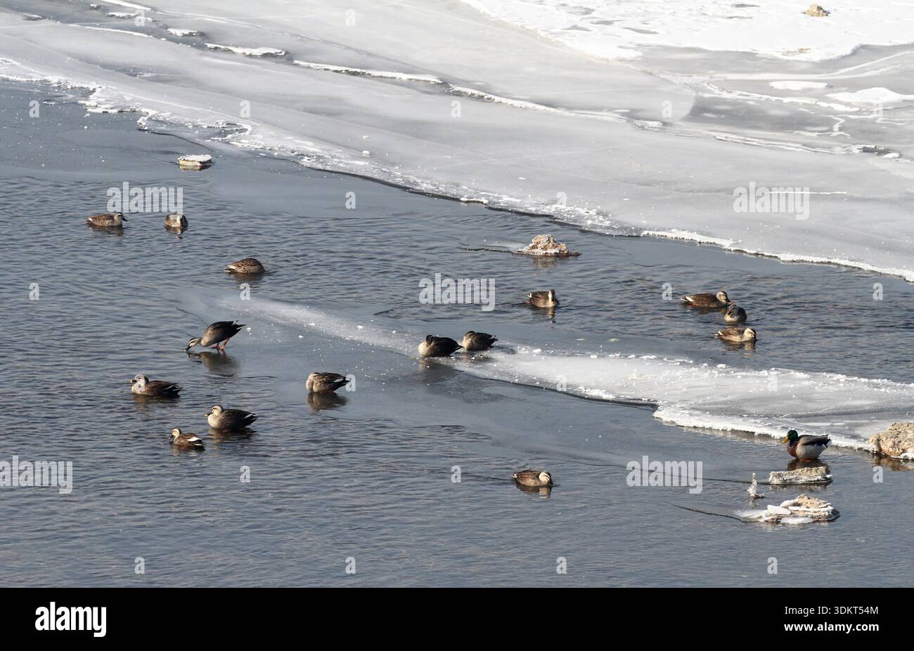 Wild ducks swim and forage in the unfrozen waters of Hunhe River in ...