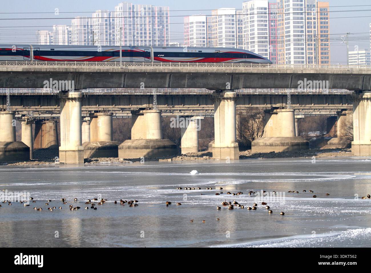 Wild ducks swim and forage in the unfrozen waters of Hunhe River in ...