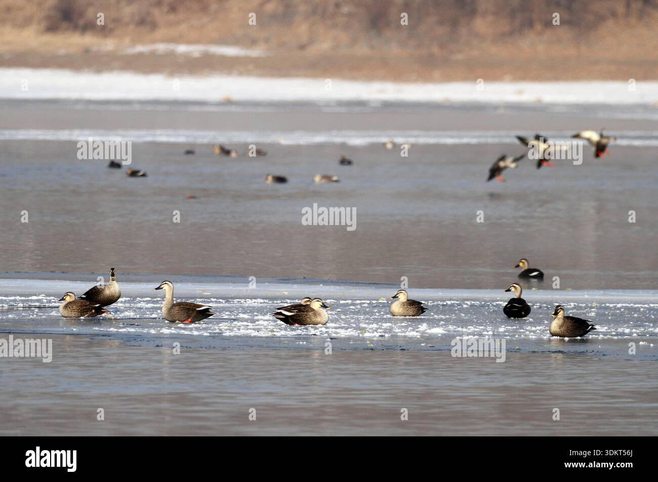 Wild ducks swim and forage in the unfrozen waters of Hunhe River in ...