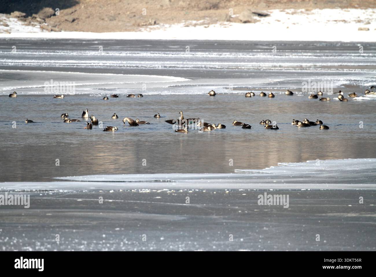 Wild ducks swim and forage in the unfrozen waters of Hunhe River in ...