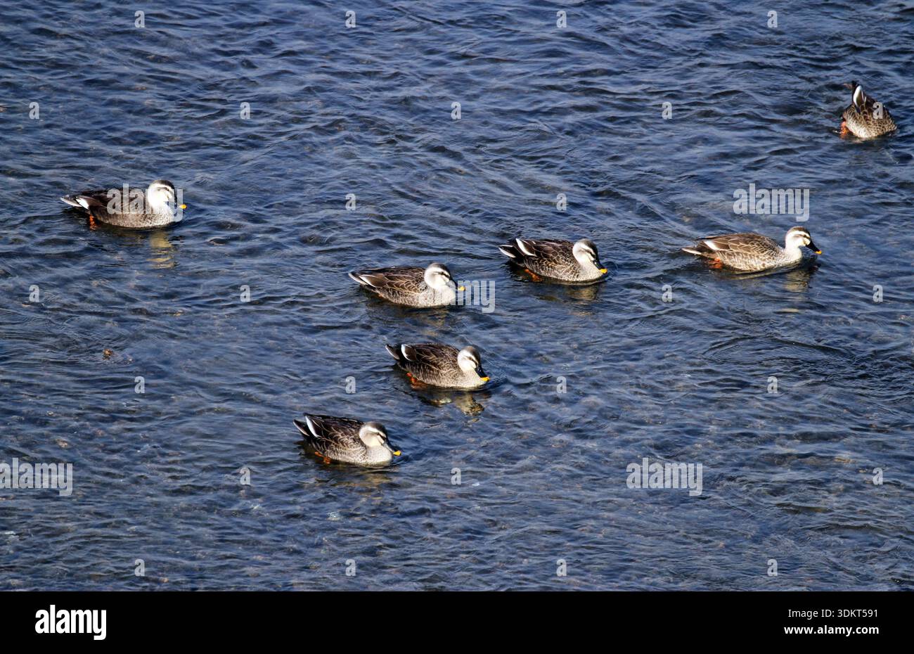 Wild ducks swim and forage in the unfrozen waters of Hunhe River in ...