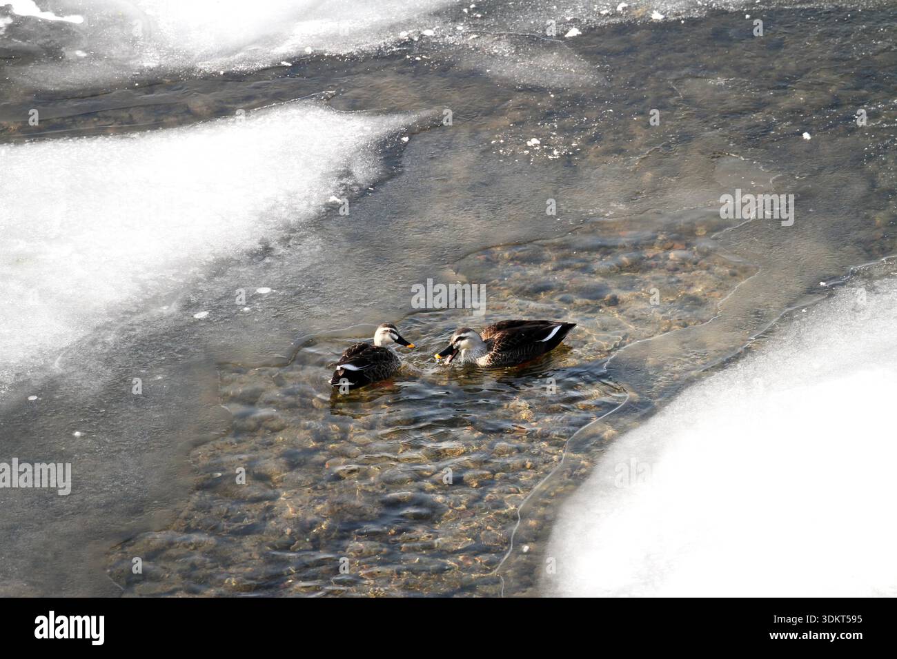 Wild ducks swim and forage in the unfrozen waters of Hunhe River in ...