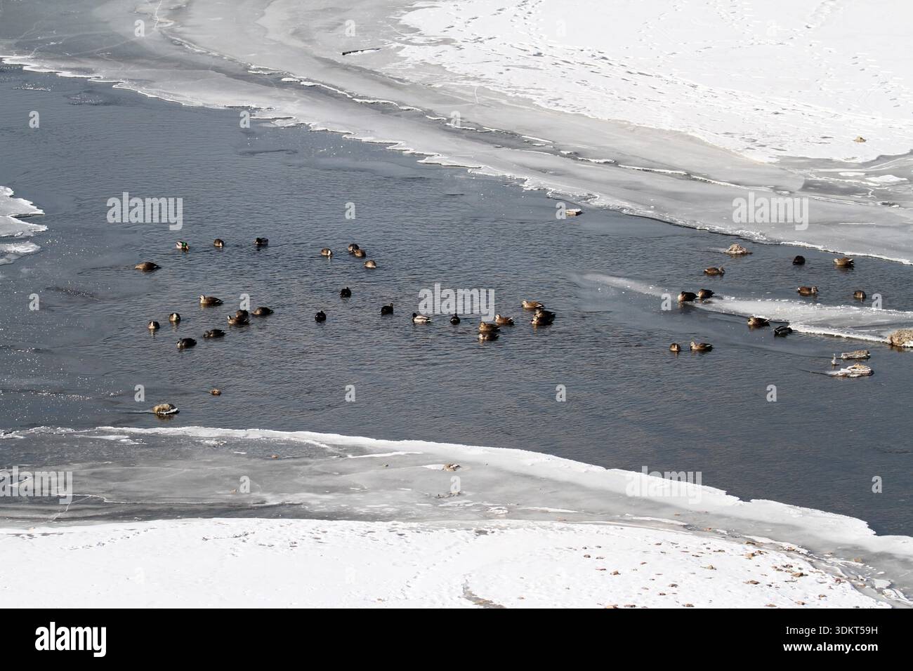 Wild ducks swim and forage in the unfrozen waters of Hunhe River in ...