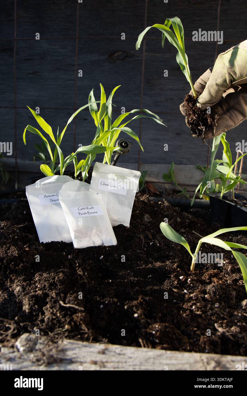 Gardener planting corn seedling with Three Sisters seeds Stock Photo ...