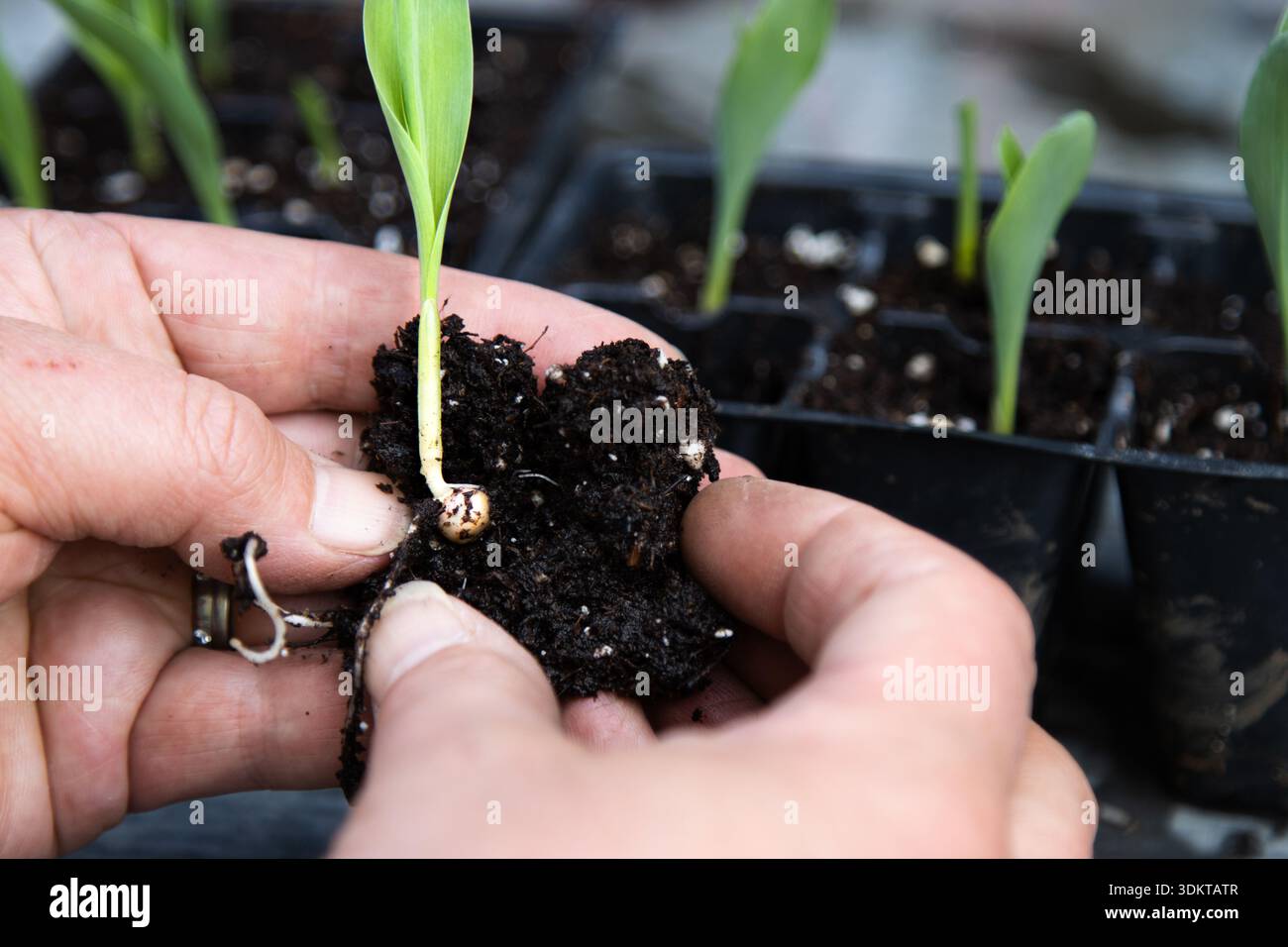 Hand gently holding soil hi-res stock photography and images - Alamy