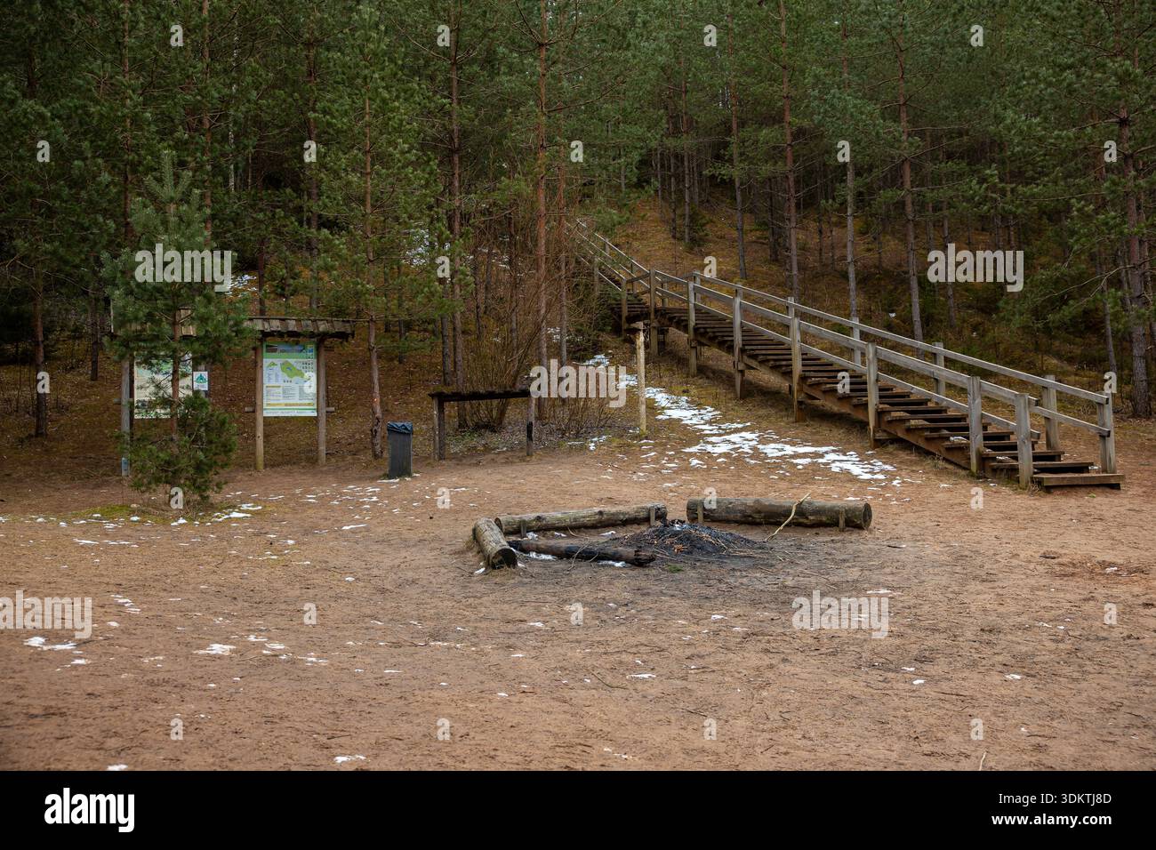 A wooden staircase ascends into a forest of tall pine trees with ...