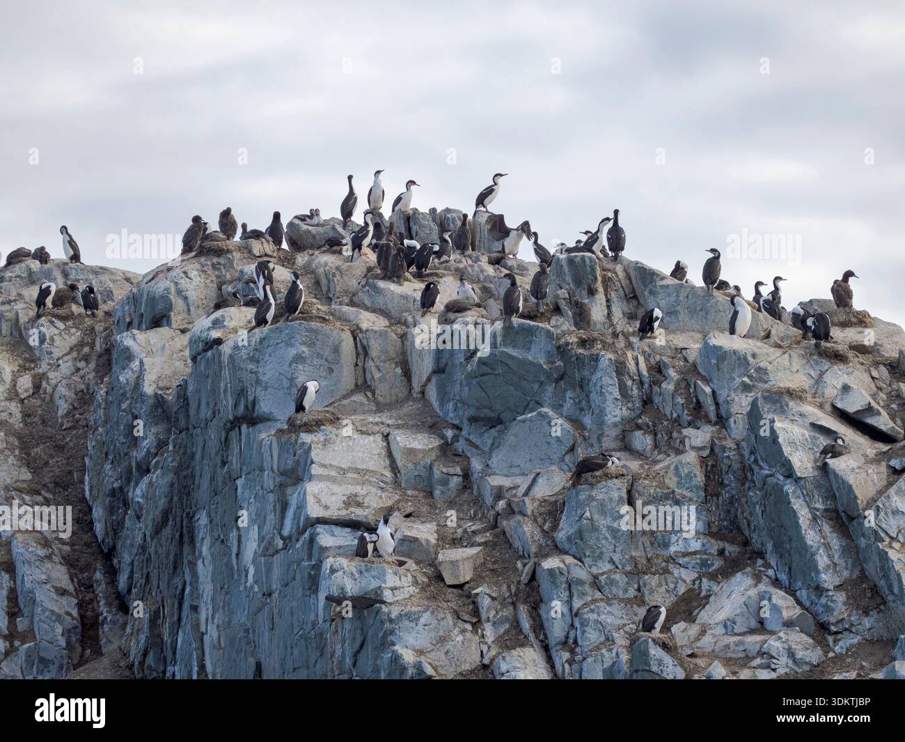 Colony antarctic shag cormorant hi-res stock photography and images - Alamy