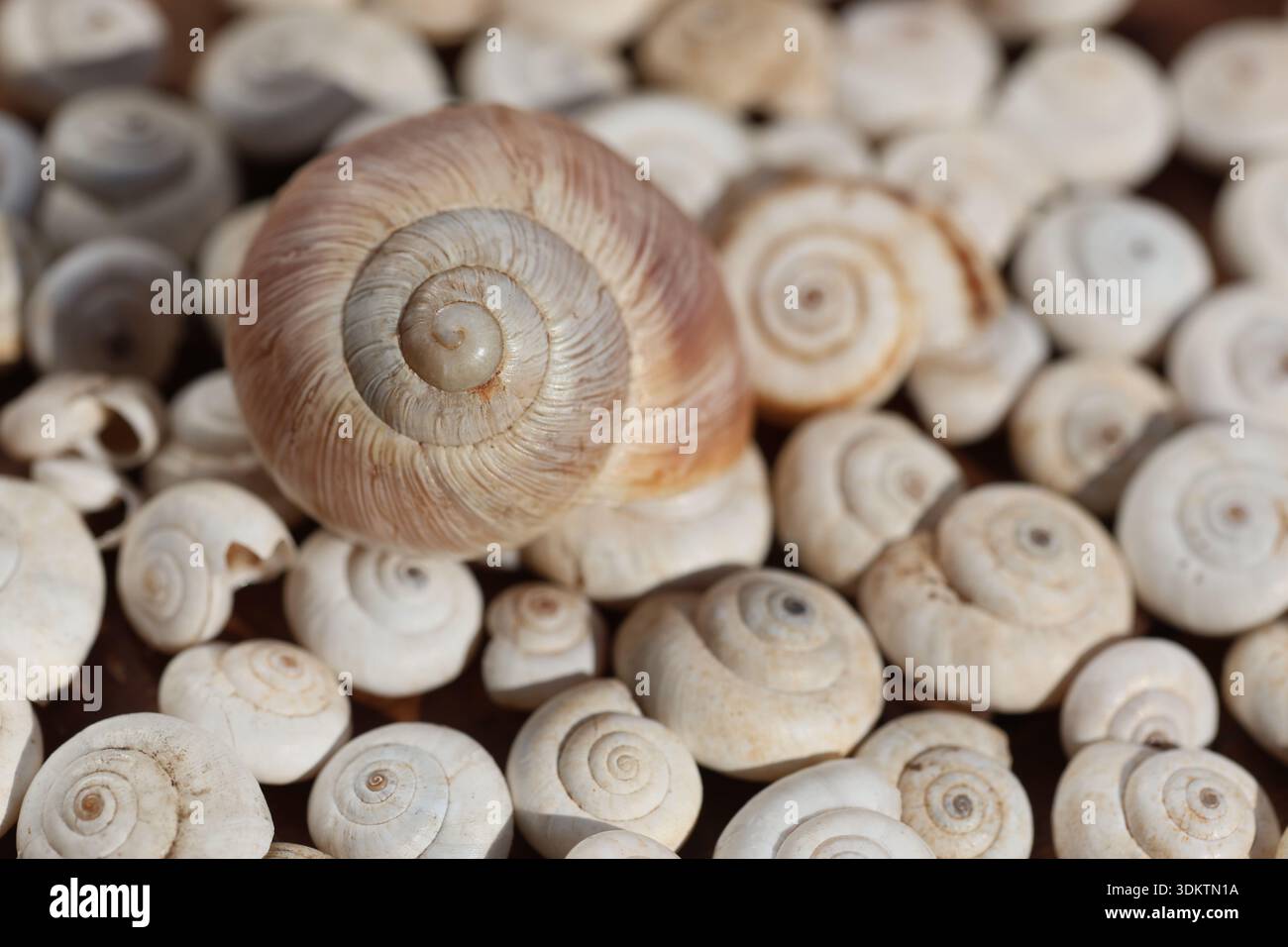 Large Spiral Snail Shell Resting on Top of Many Small Shells: Close-up ...