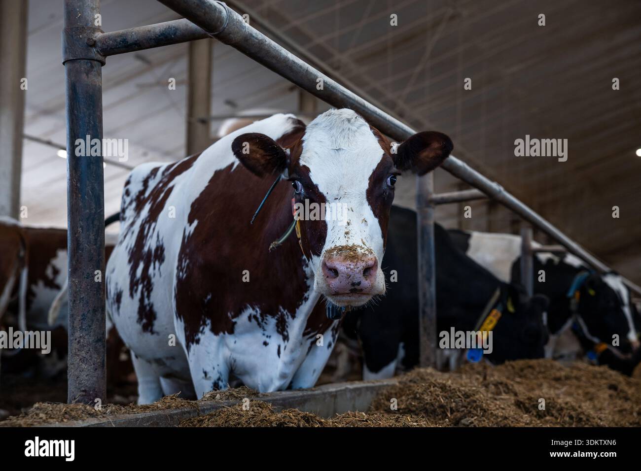 A brown and white cow with an ear tag and sensor collar stands in a ...