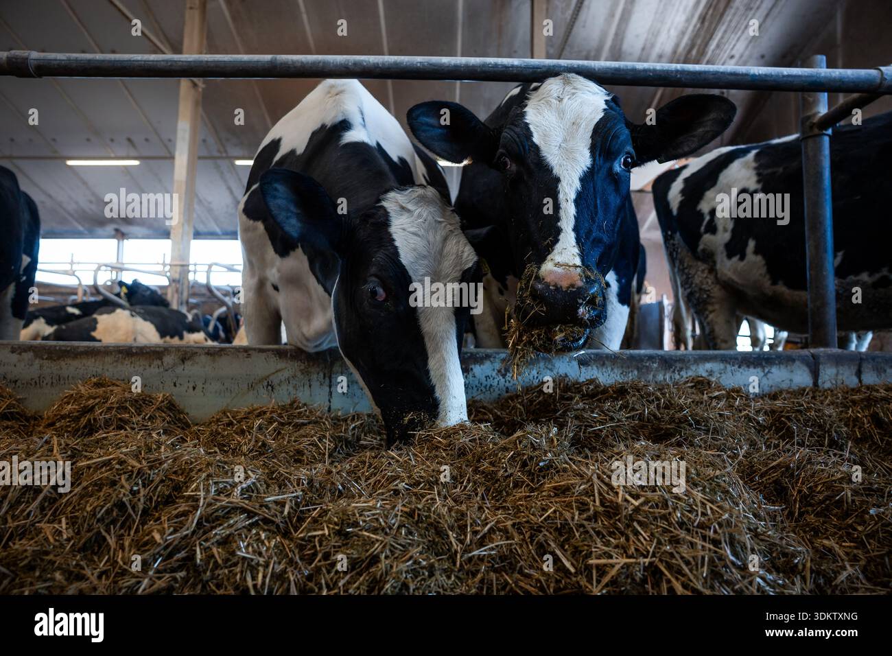 Two black and white Holstein cows eat hay behind metal railings in a ...