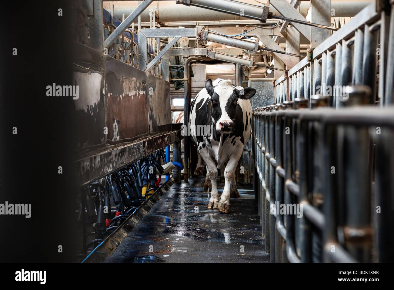 A black and white cow moves through a well lit dairy facility ...