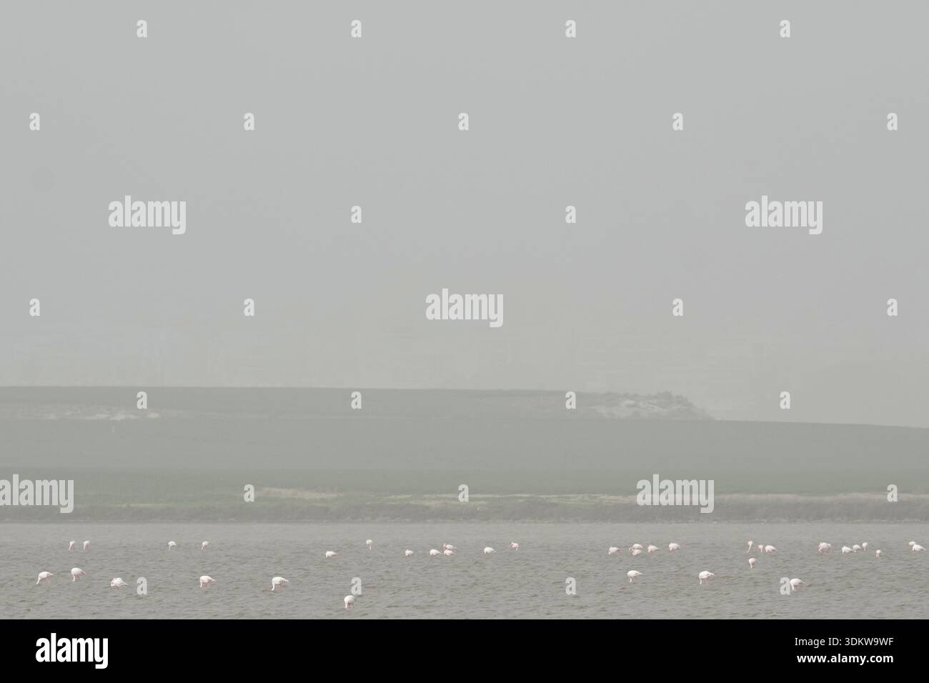 Flamingos are seen inside the salt lake through the haze caused by dust ...