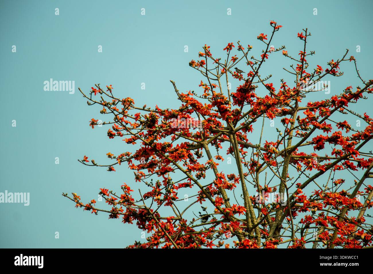 Traditional Bengali spring flower symbolizing Pohela Falgun celebration ...