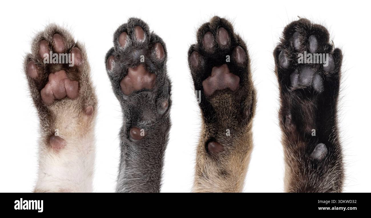 4 Cat paws, showing close ups detailed different colors of toe beans ...