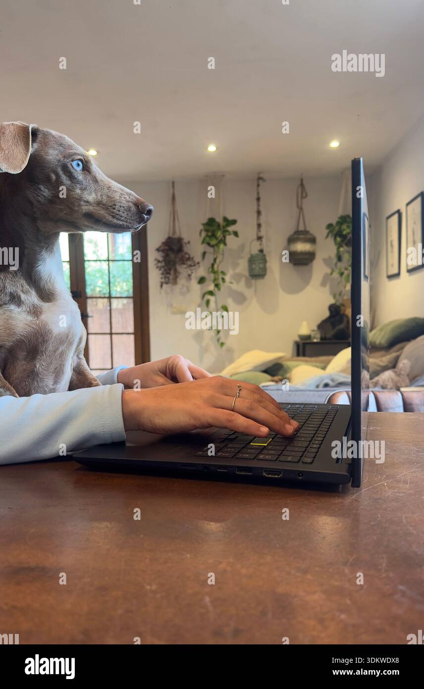 Working from home with dog hi-res stock photography and images - Alamy