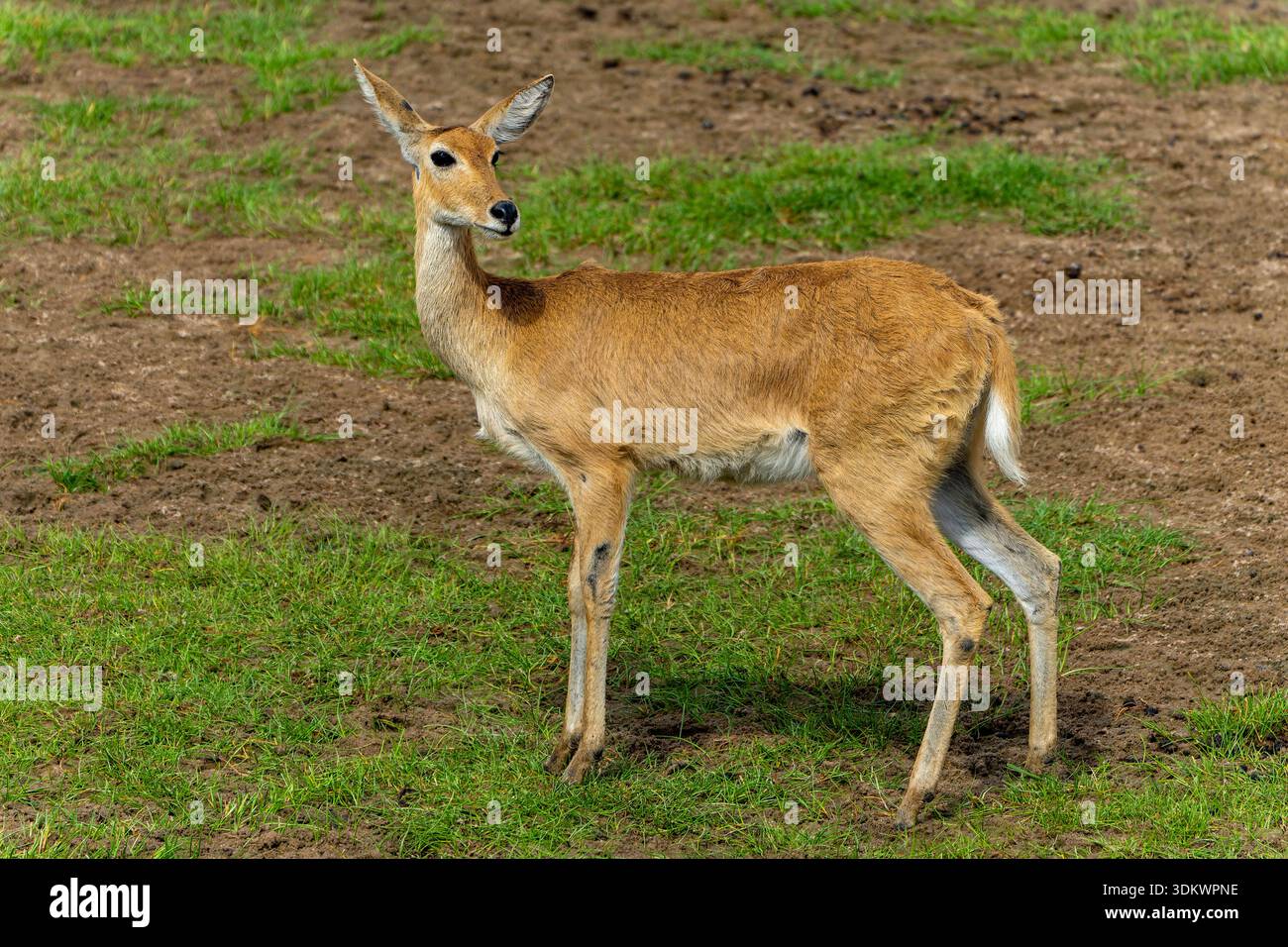 Hornless hi-res stock photography and images - Alamy