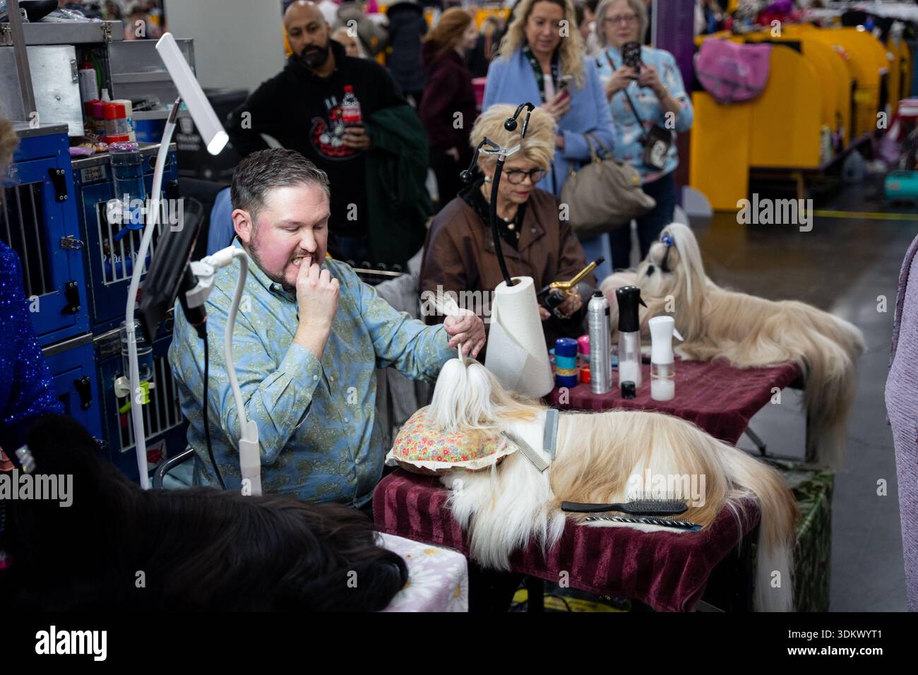 Handlers groom their dogs at the 150th Westminster Kennel Club Dog Show ...