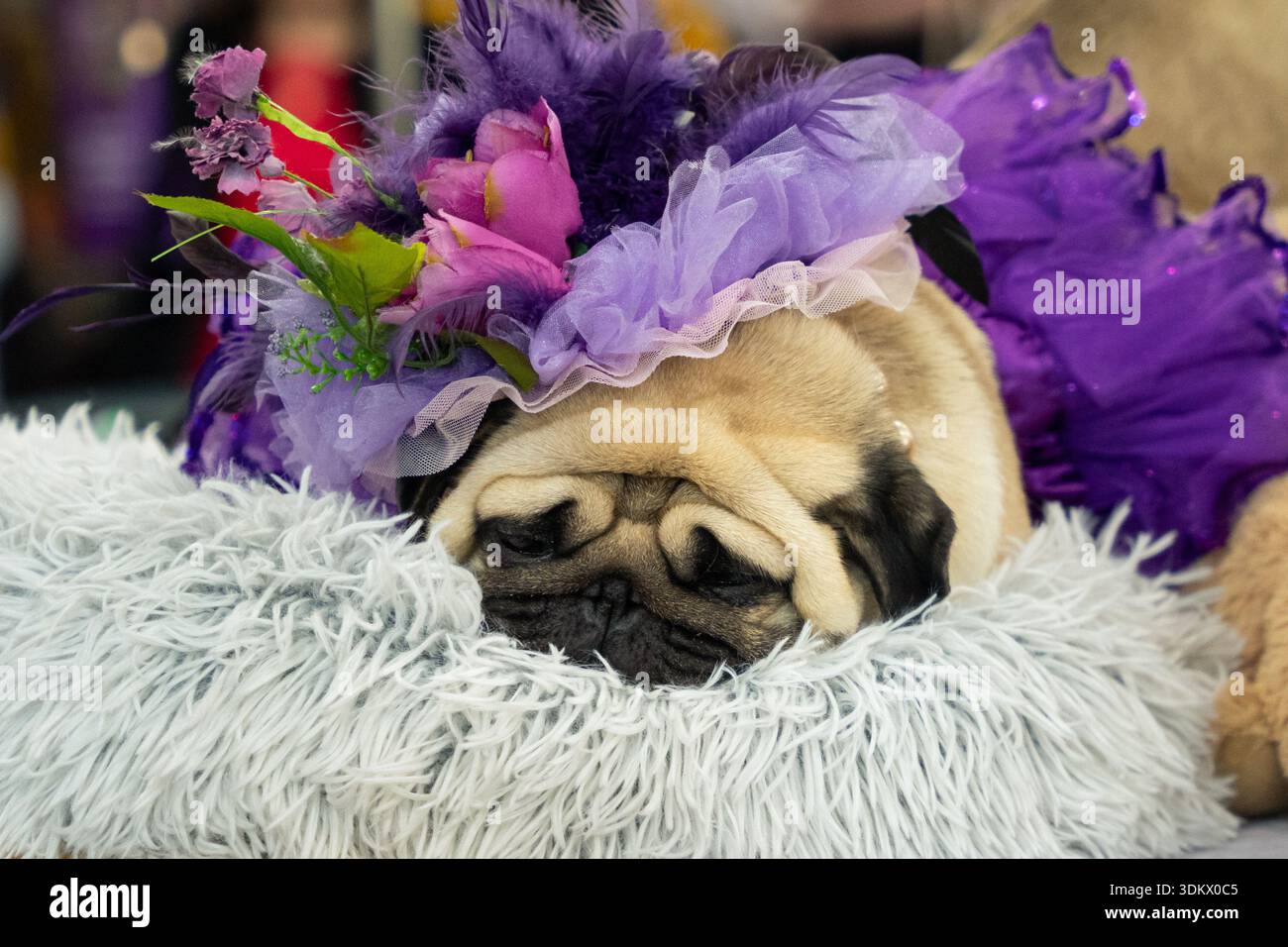 A pug named Petunia Pugdashian rests at the 150th Westminster Kennel ...