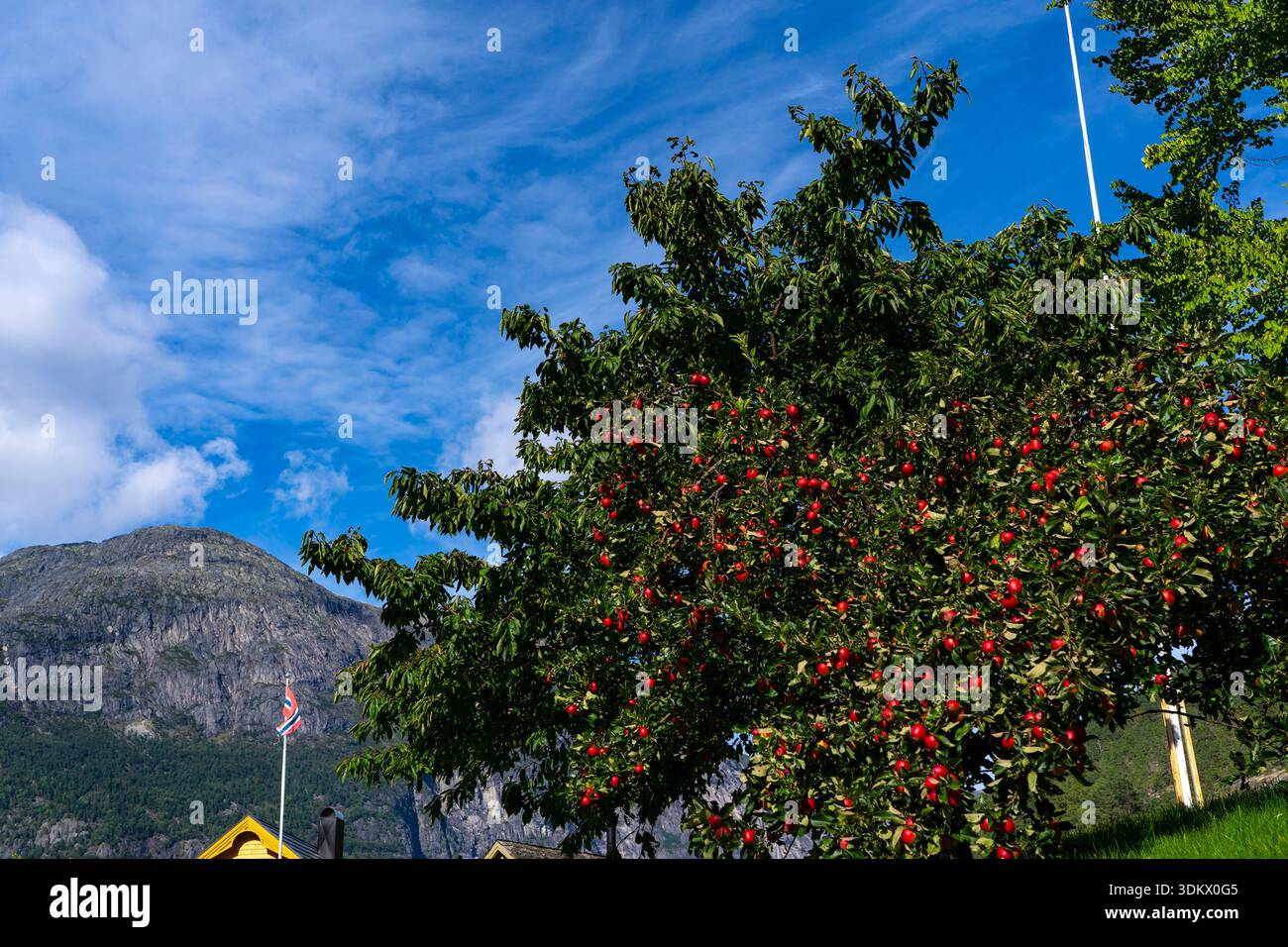 Hardangerfjord cider hi-res stock photography and images - Alamy