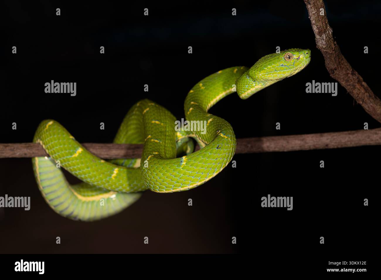 Green side striped palm hi-res stock photography and images - Alamy