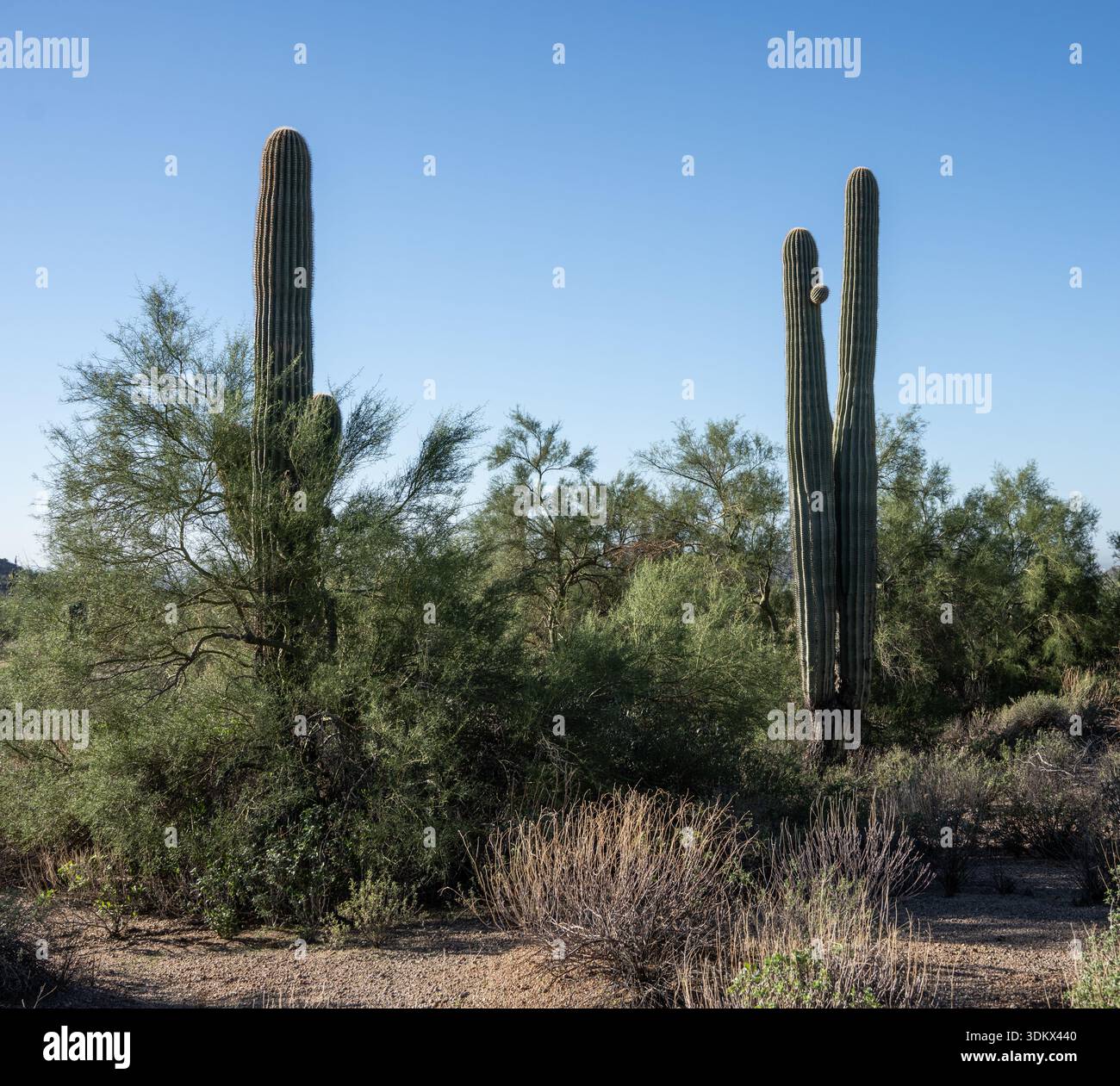 The saguaro (Carnegiea gigantea) is a tree-like cactus species in the ...