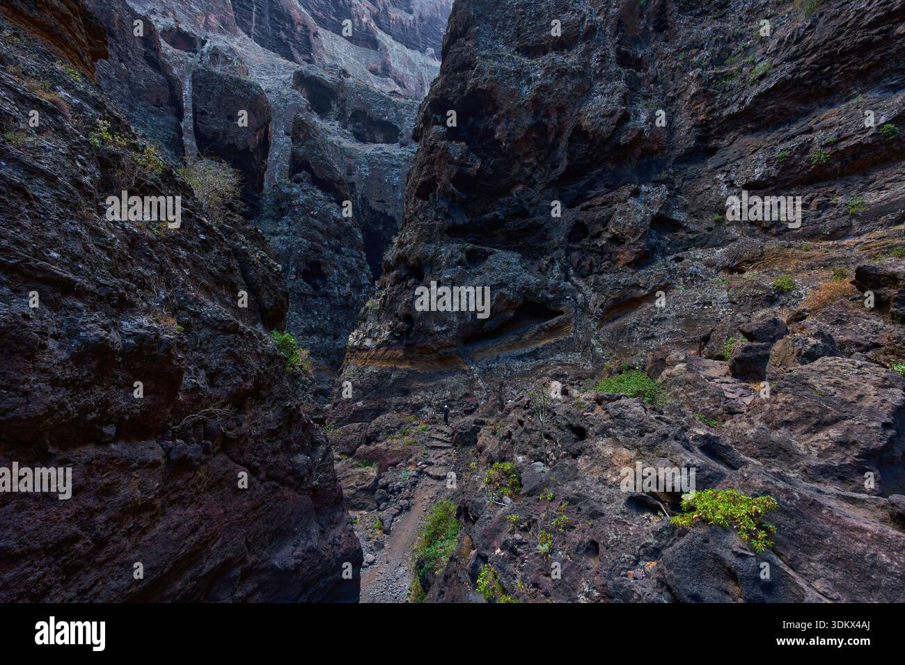 Narrow hiking trail through towering volcanic cliff walls with caves ...