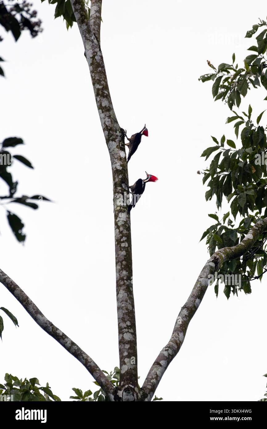 Lineated woodpecker on a trunk hi-res stock photography and images - Alamy