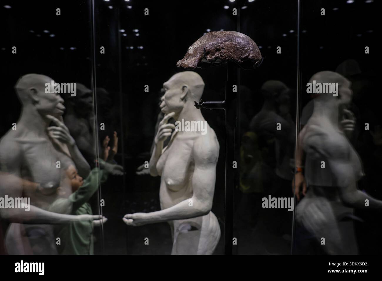 Historic fossils of early humans, Homo erectus, known as ''Java Man ...
