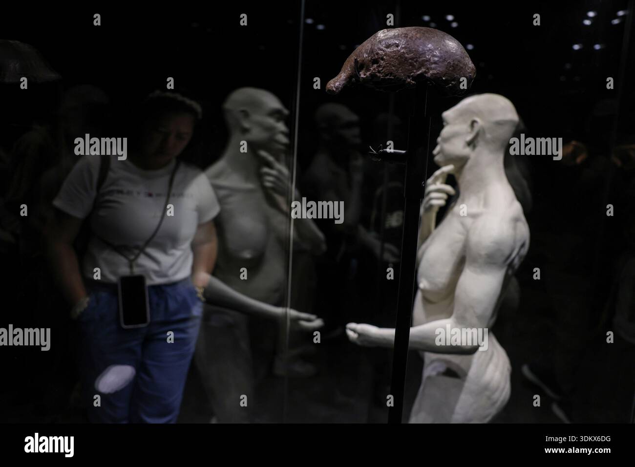 Historic fossils of early humans, Homo erectus, known as ''Java Man ...