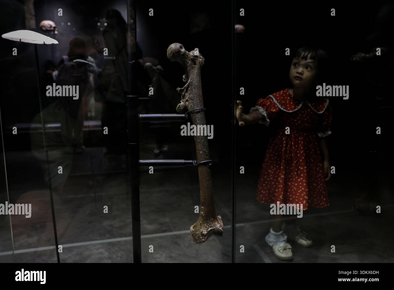 Historic fossils of early humans, Homo erectus, known as ''Java Man ...