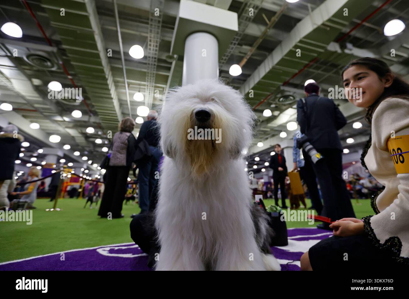 Bandit, an Old English Sheep dog, waits to compete during the second ...