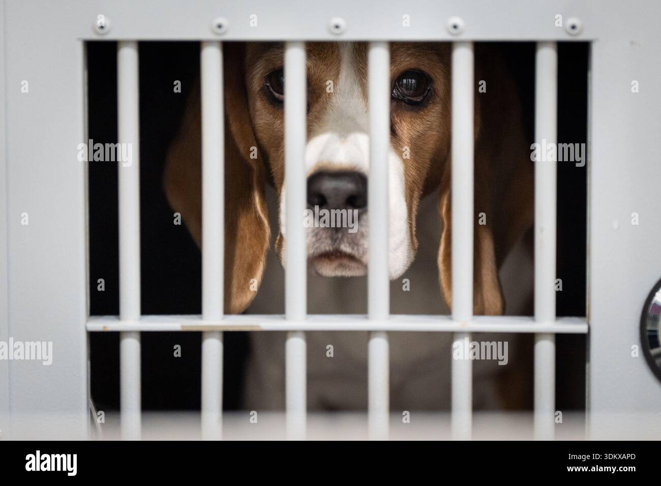 A beagle sits in his crate at the 150th Westminster Kennel Club Dog ...