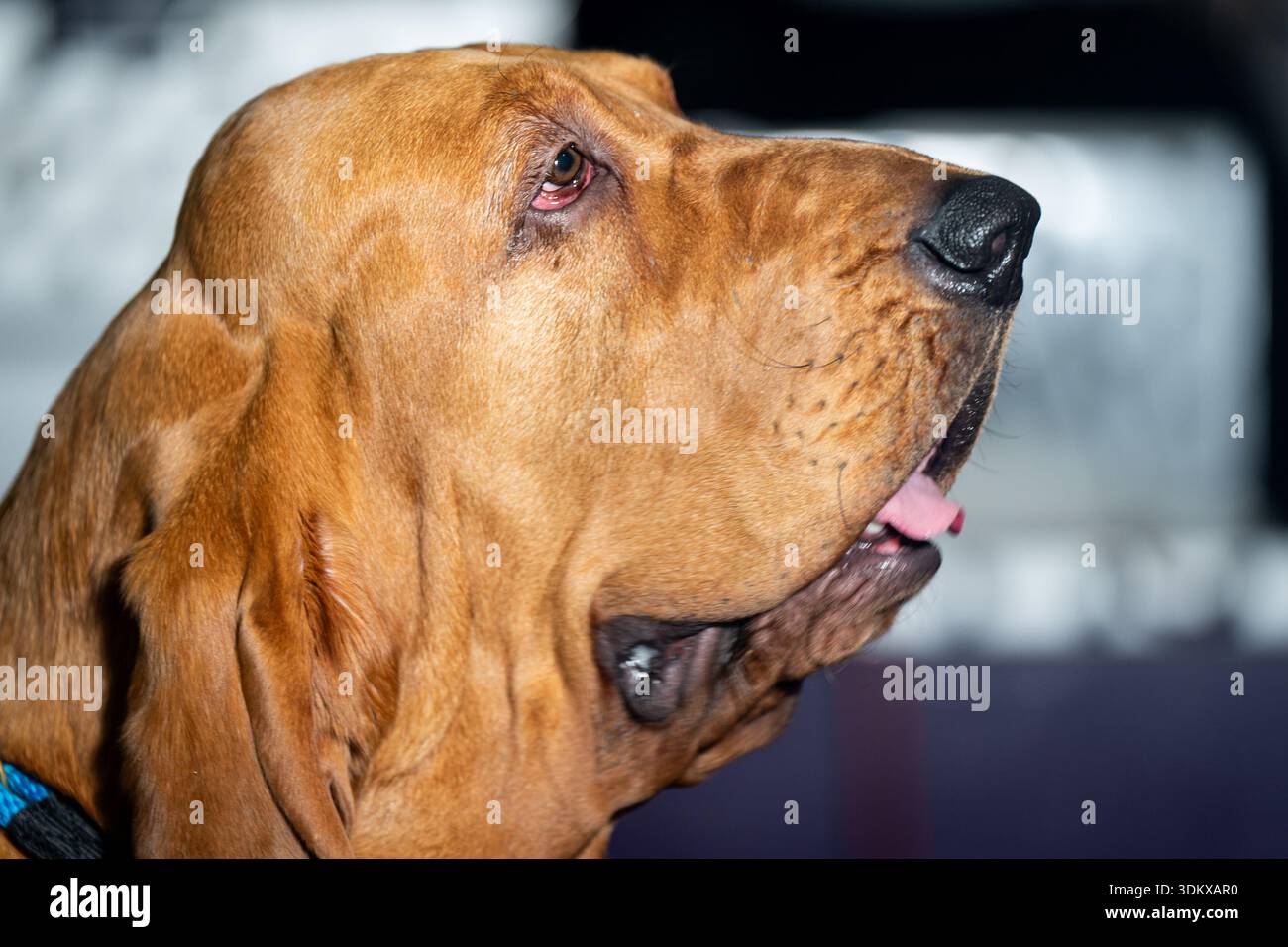 A blood hound waits in the grooming area at the 150th Westminster ...