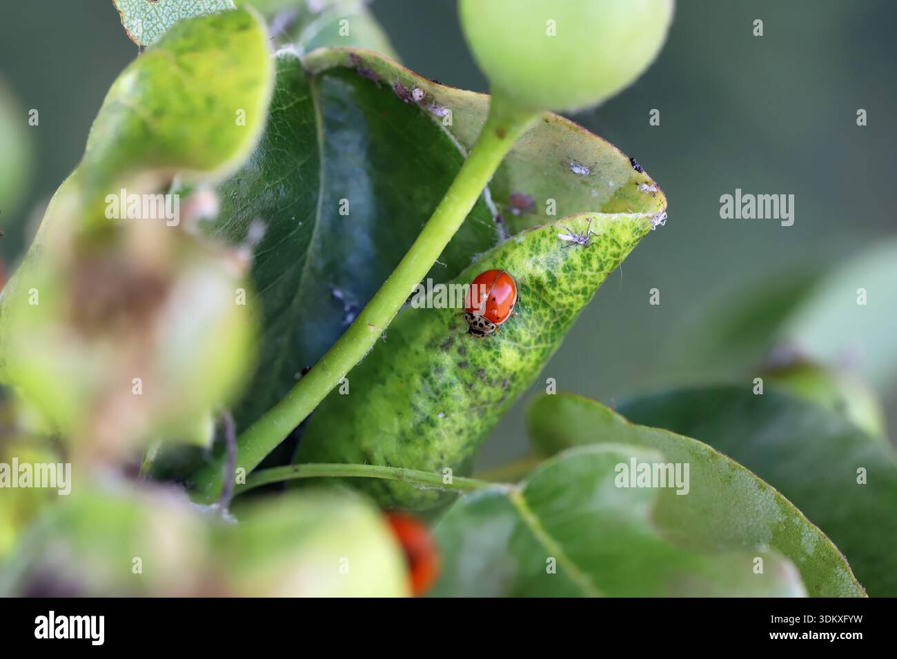 Ladybug on pear tree leaves in the garden. Tree infested with aphids ...