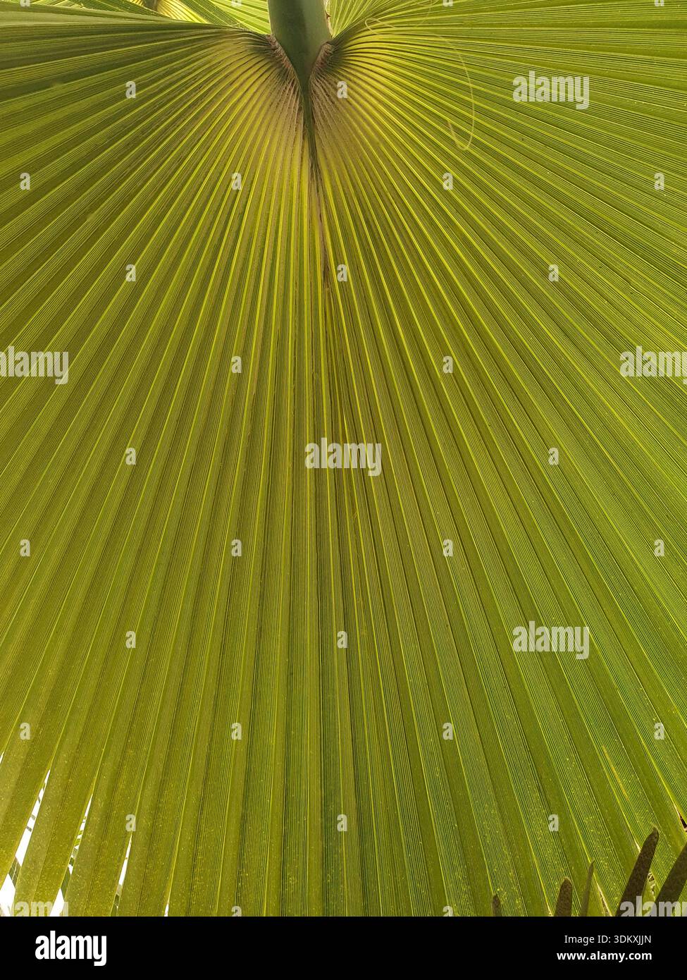 Abstract radial leaf structure hi-res stock photography and images - Alamy
