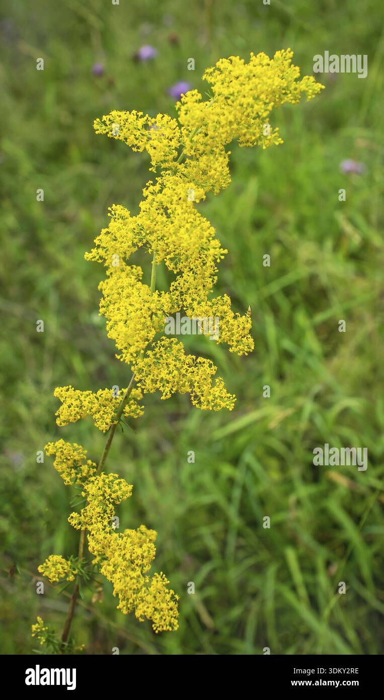 Real bedstraw 'Galium ferum' Stock Photo - Alamy