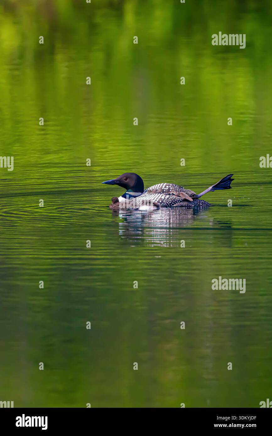 Common Loon, Gavia immer, with young on Beaver Lake, Colville National ...