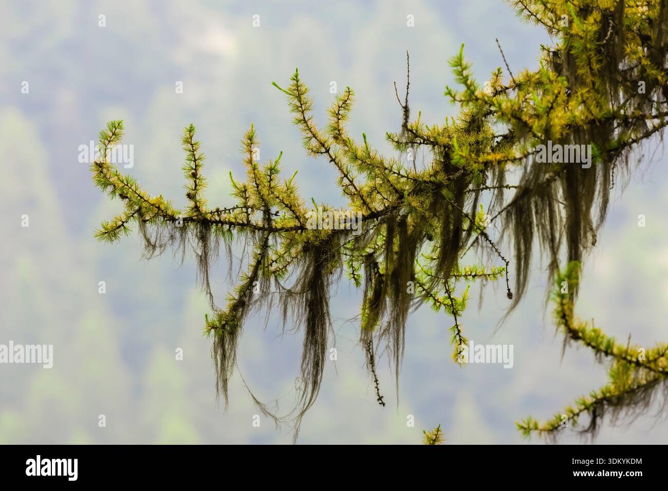 Edible Horsehair Lichen hanging from Western Larch Branches in Colville ...