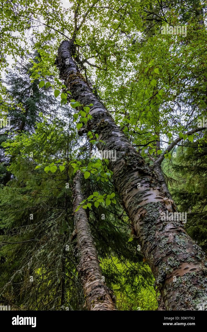 Water Birch, Betula occidentalis, trees near Beaver Lake in Colville ...