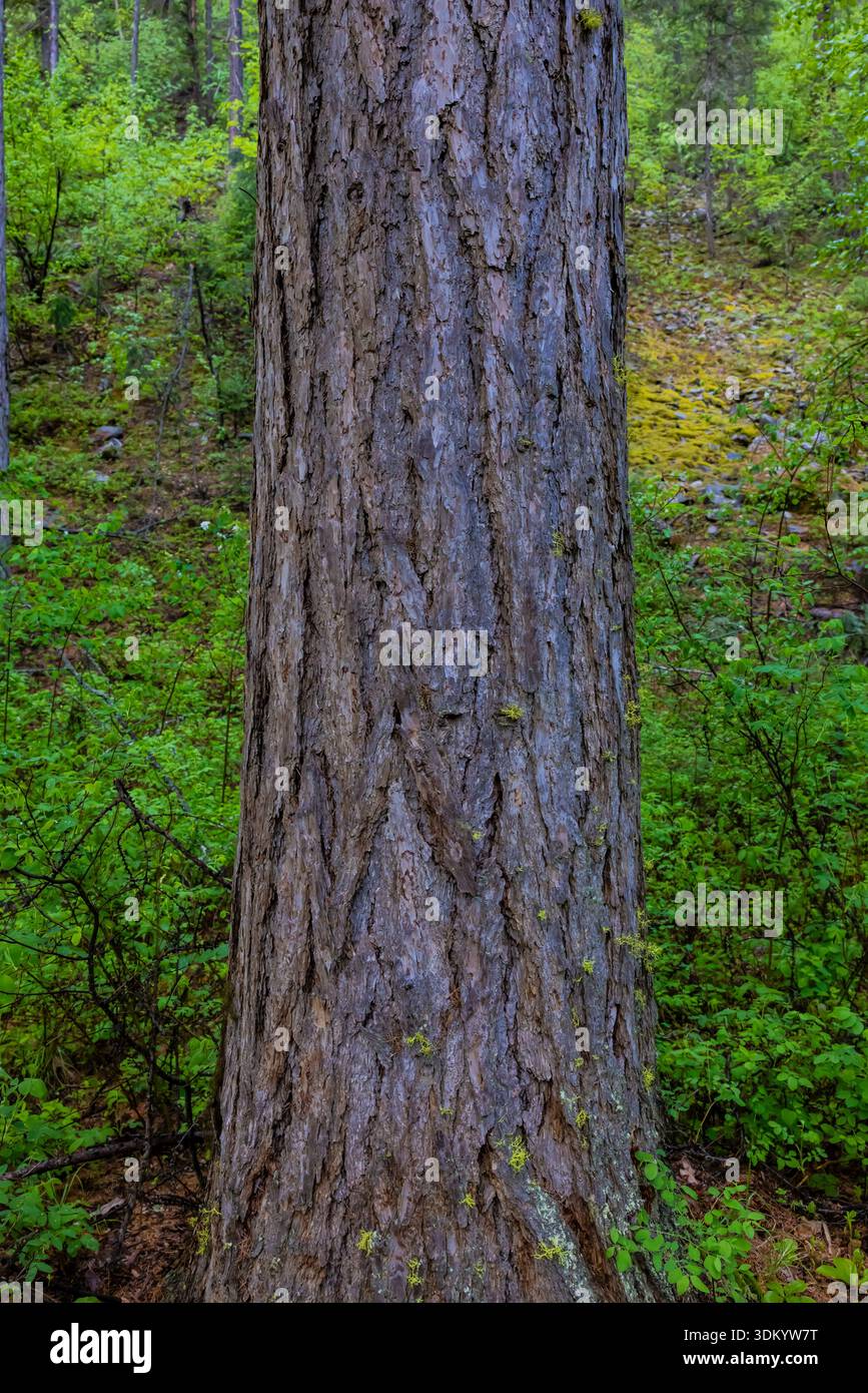Western Larch, Larix occidentalis, trees near Beaver Lake in Colville ...