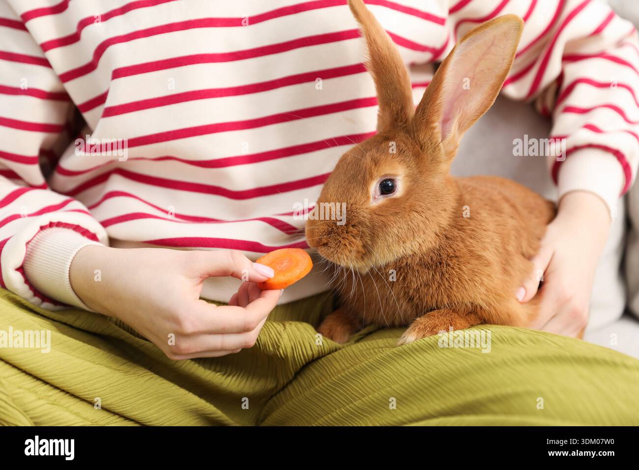 Woman feeding carrot to cute bunny at home, closeup Stock Photo - Alamy