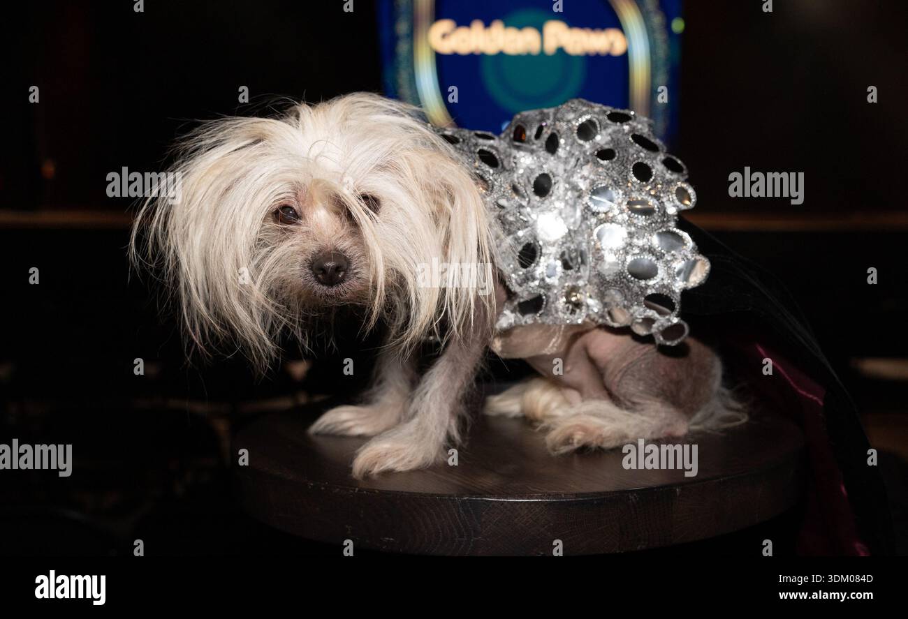 Suki wears a Chase Infiniti inspired outfit at the Golden Paws dog ...