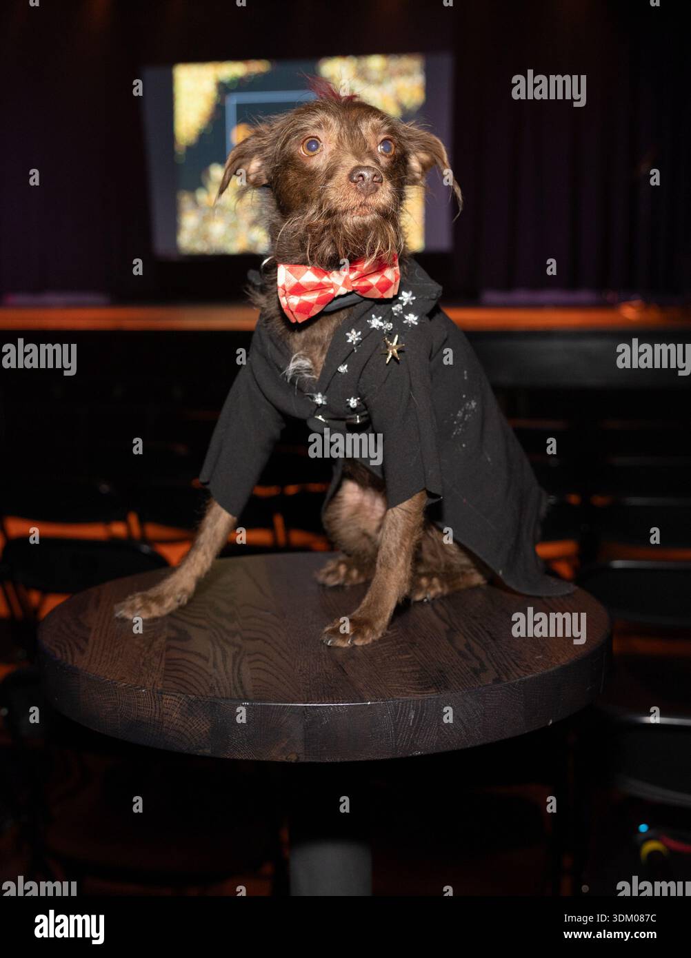 Bastian wears a Colman Domingo inspired outfit at the Golden Paws dog ...